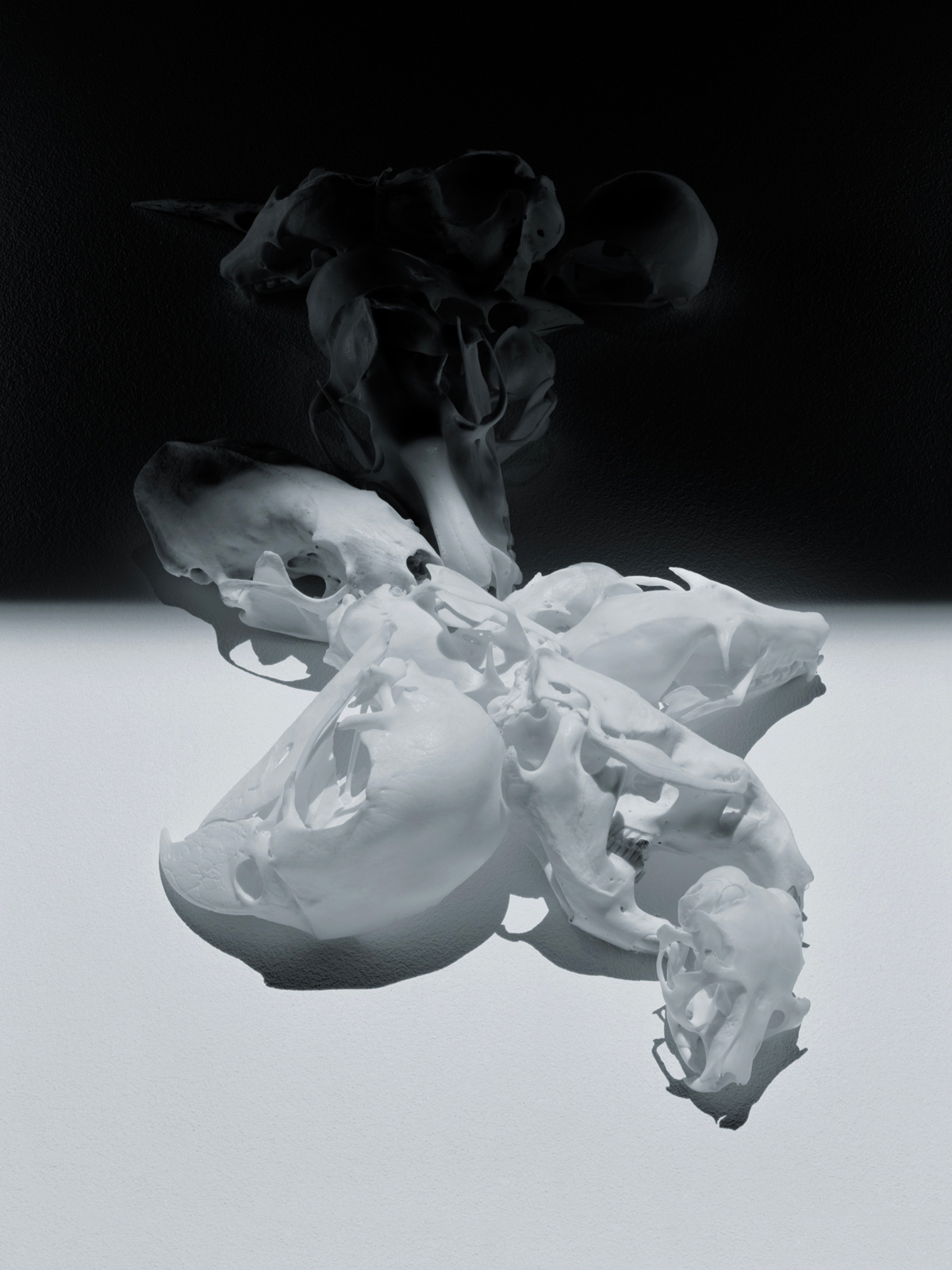 Dan Tobin Smith is ‘the bone collector’