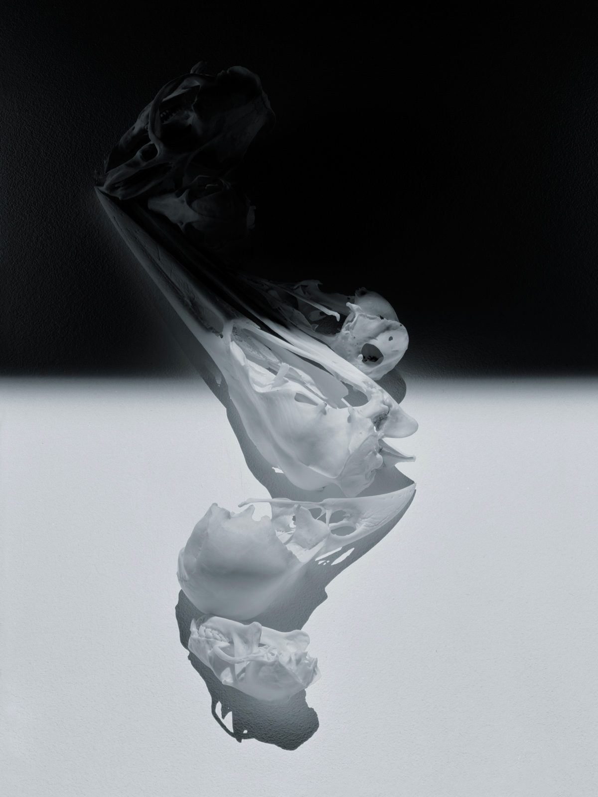 Dan Tobin Smith is ‘the bone collector’