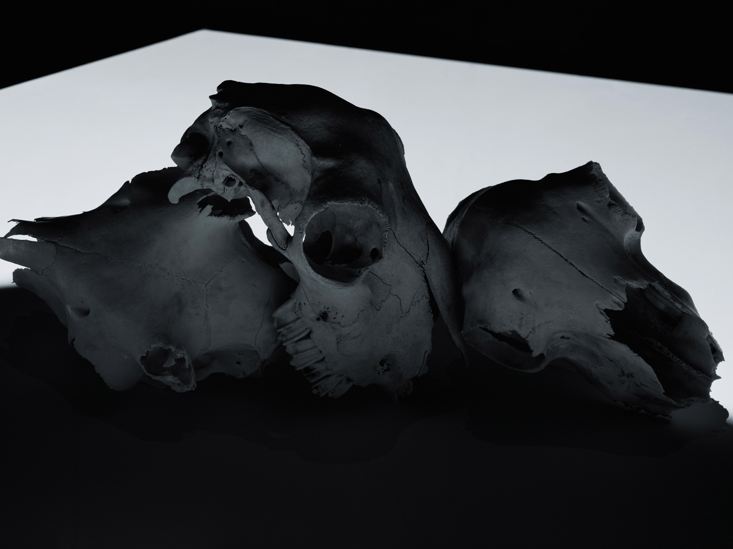 Dan Tobin Smith is ‘the bone collector’