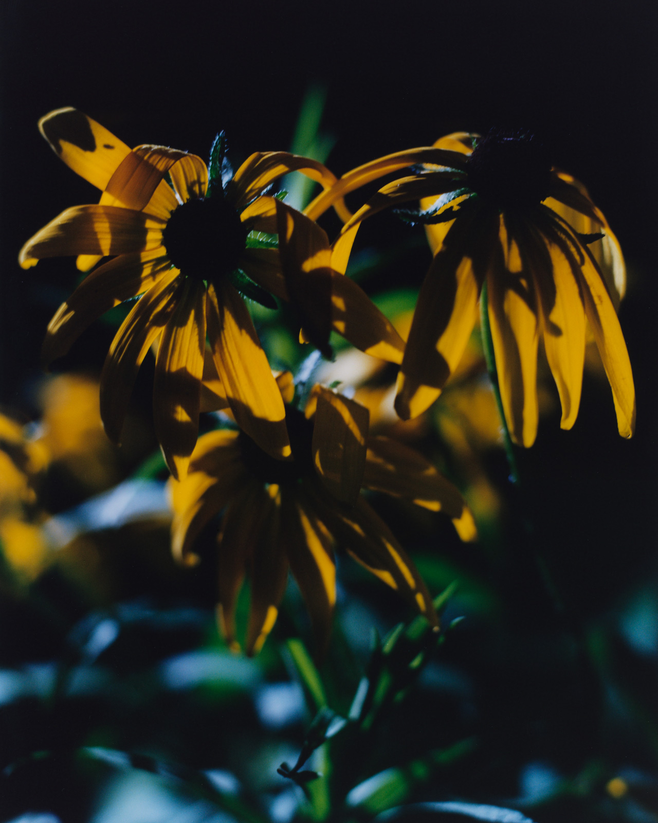 Night Moves: Photographer Guarionex Rodriguez Jr. and stylist Sharifa ...