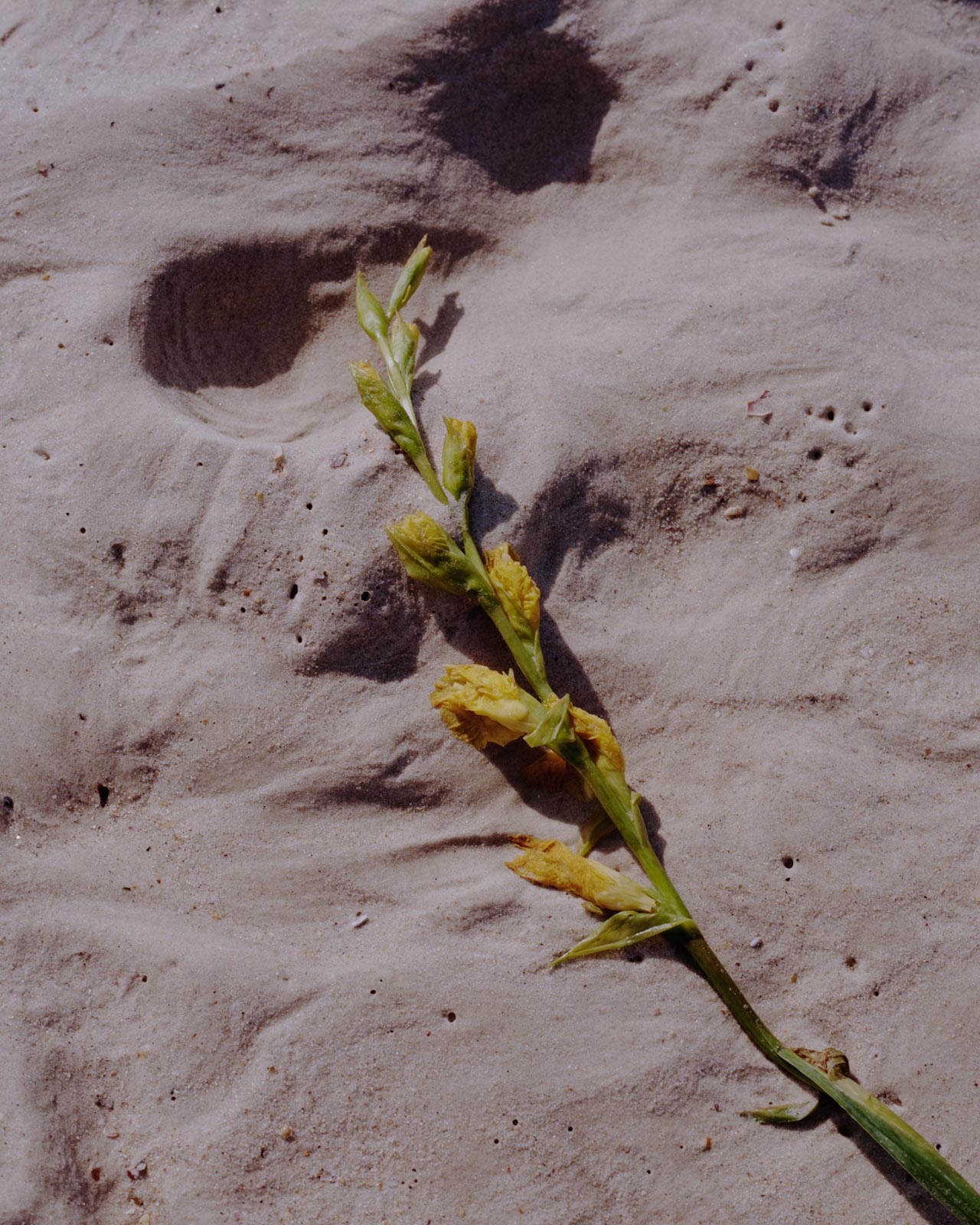 Paw Gissel documents the ease of the Brazilian coast