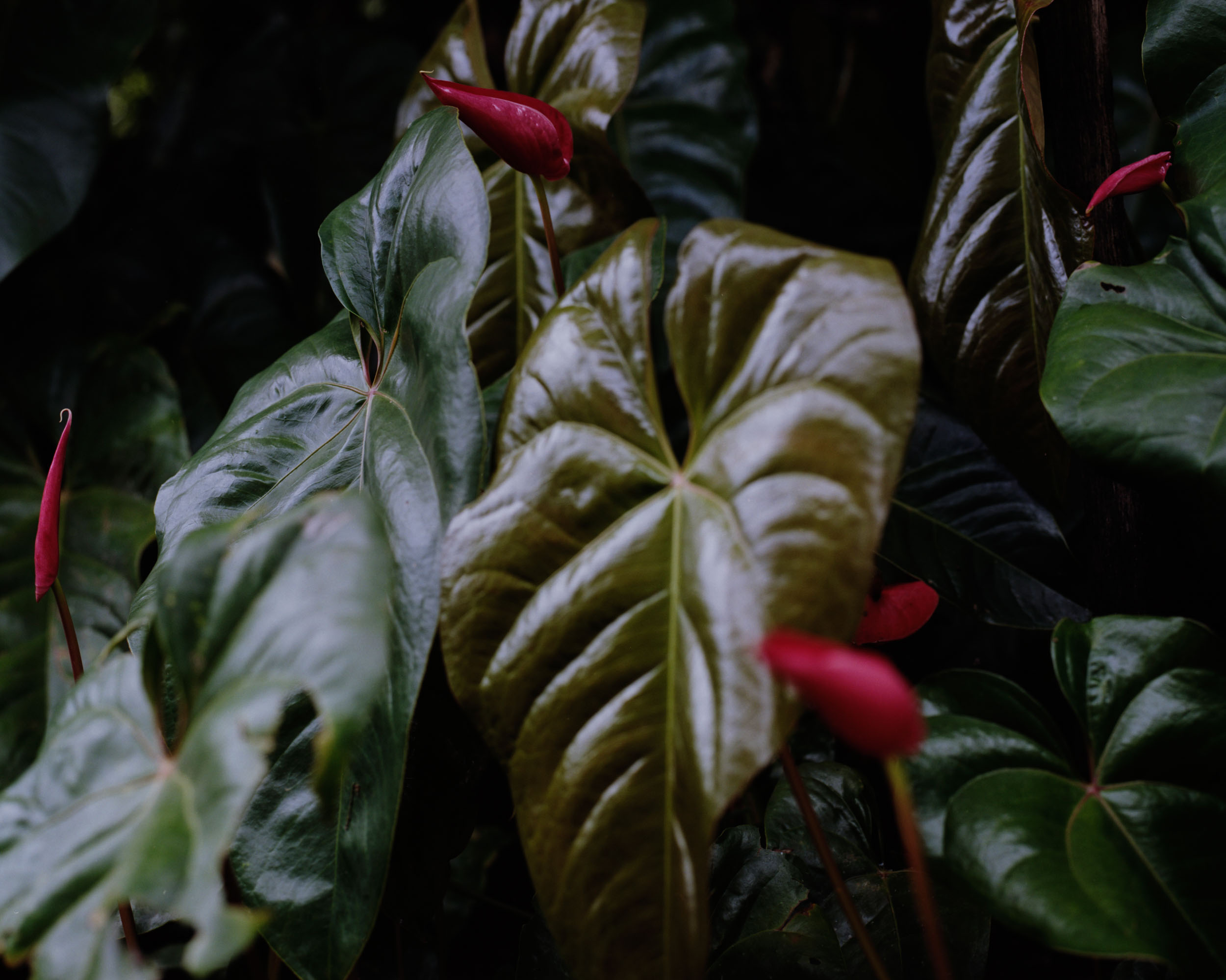 Paw Gissel documents the ease of the Brazilian coast